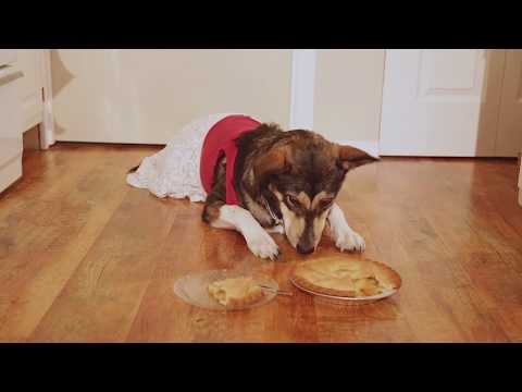 To Hard Working Dogs
