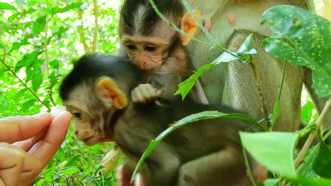 They All Need Food Like Us | Real Primate - YouTube