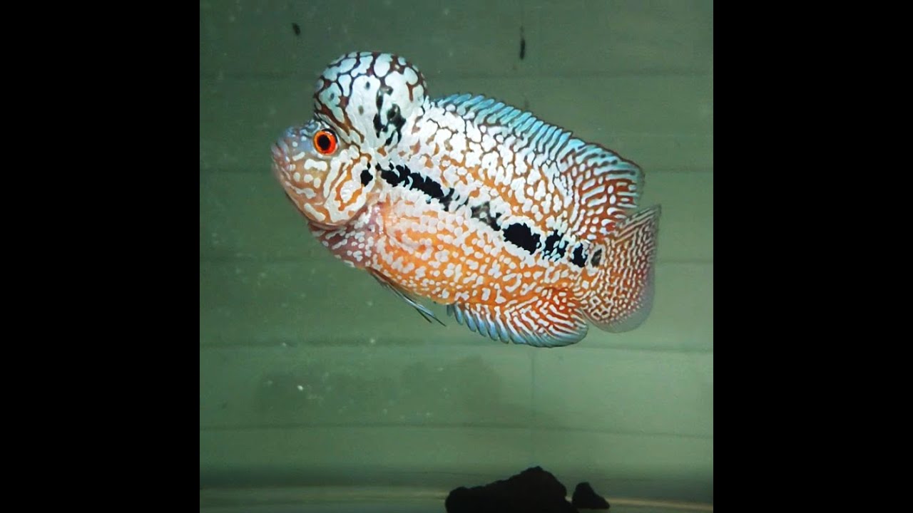 VIP Kamfa F2 Flowerhorn Update SKU VN035 - YouTube