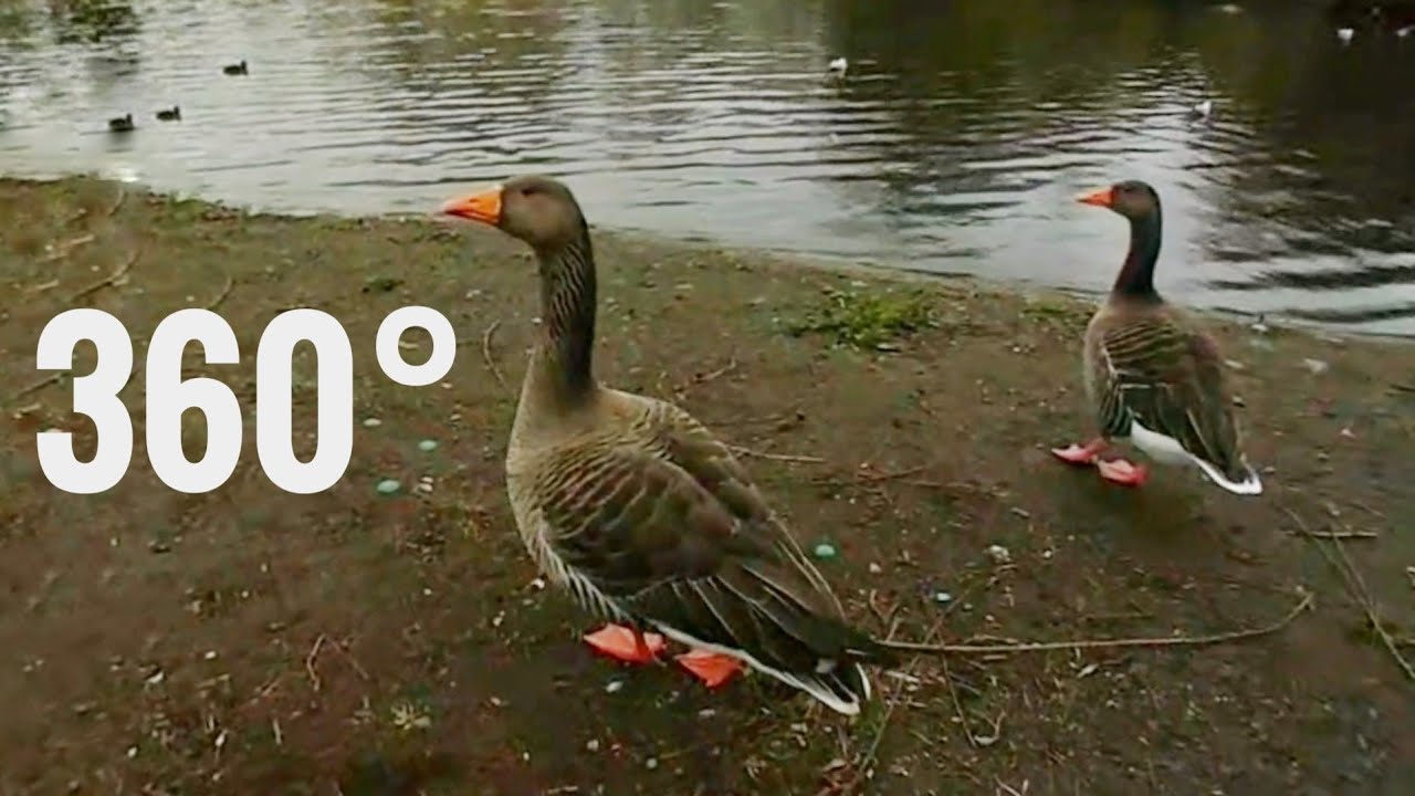 [360° Video] Ducks Birds Animals 🇬🇧 London 360 degree VR Box Google ...