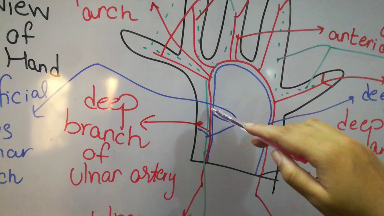 Arterial,Venous and Lymphatic Drainage of palm of hand - YouTube