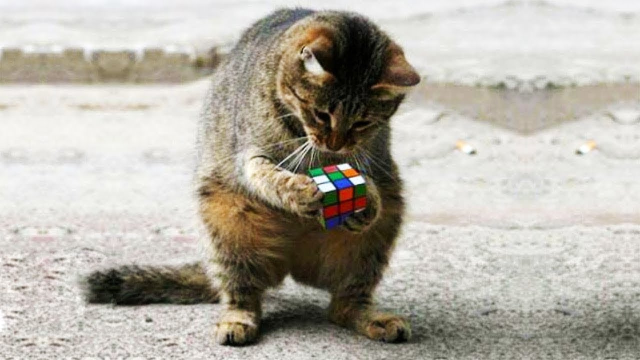 Kucing Lucu 😻5 Menit Video Tingkah Lucu Kucing Bikin Ketawa Ngakak #13 ...