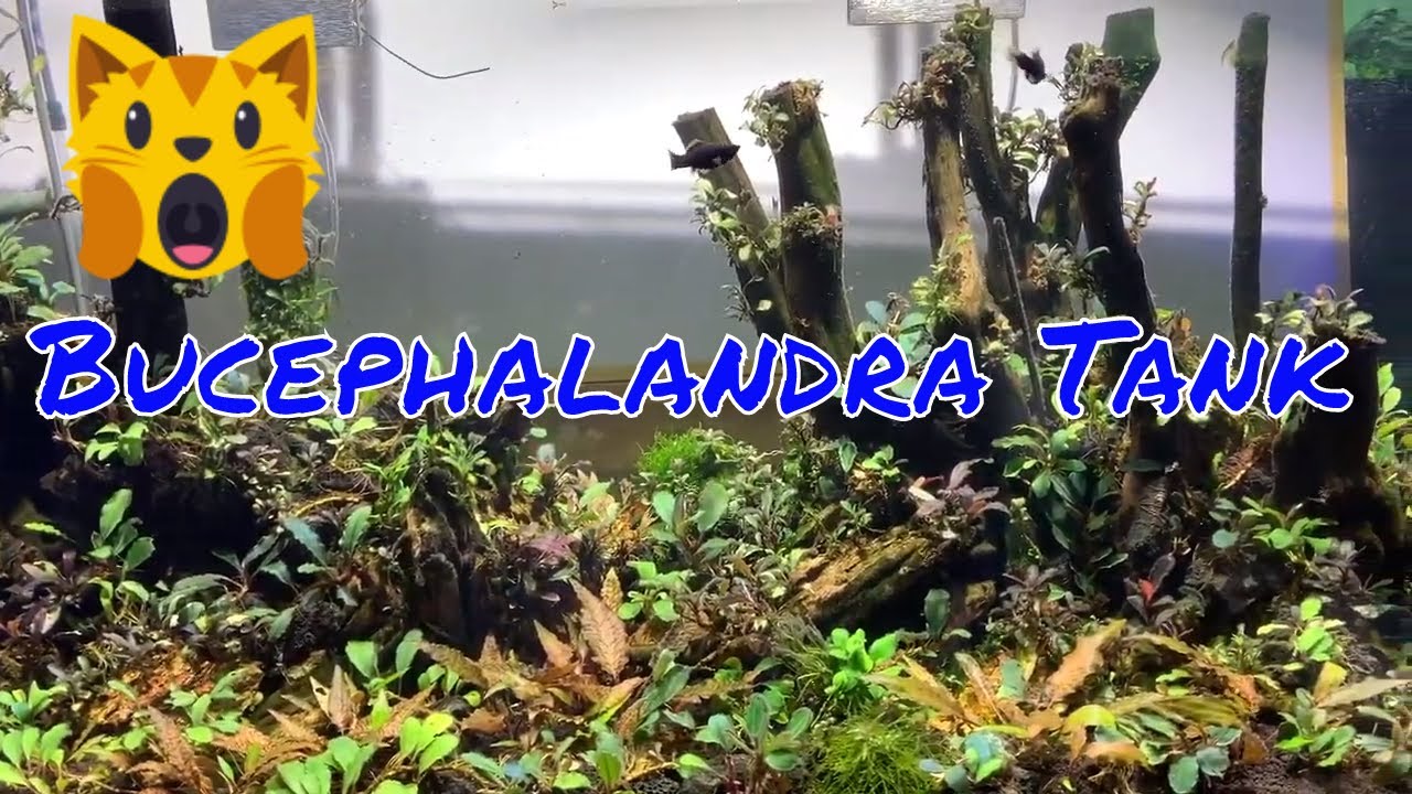 Bucephalandra tank (with rare crypts) [1080p HD] - YouTube