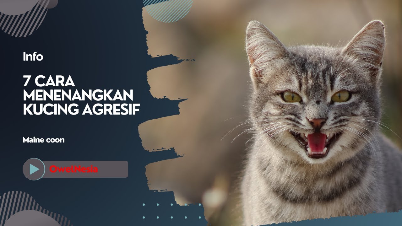 7 Cara Menenangkan Kucing Agresif - YouTube