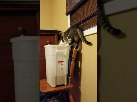 Accidently left food container open.