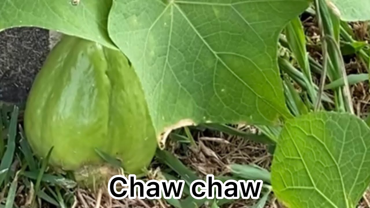 Simple Chaw-Chaw vegetable, antioxidant & loaded with Vitamin C chaw ...