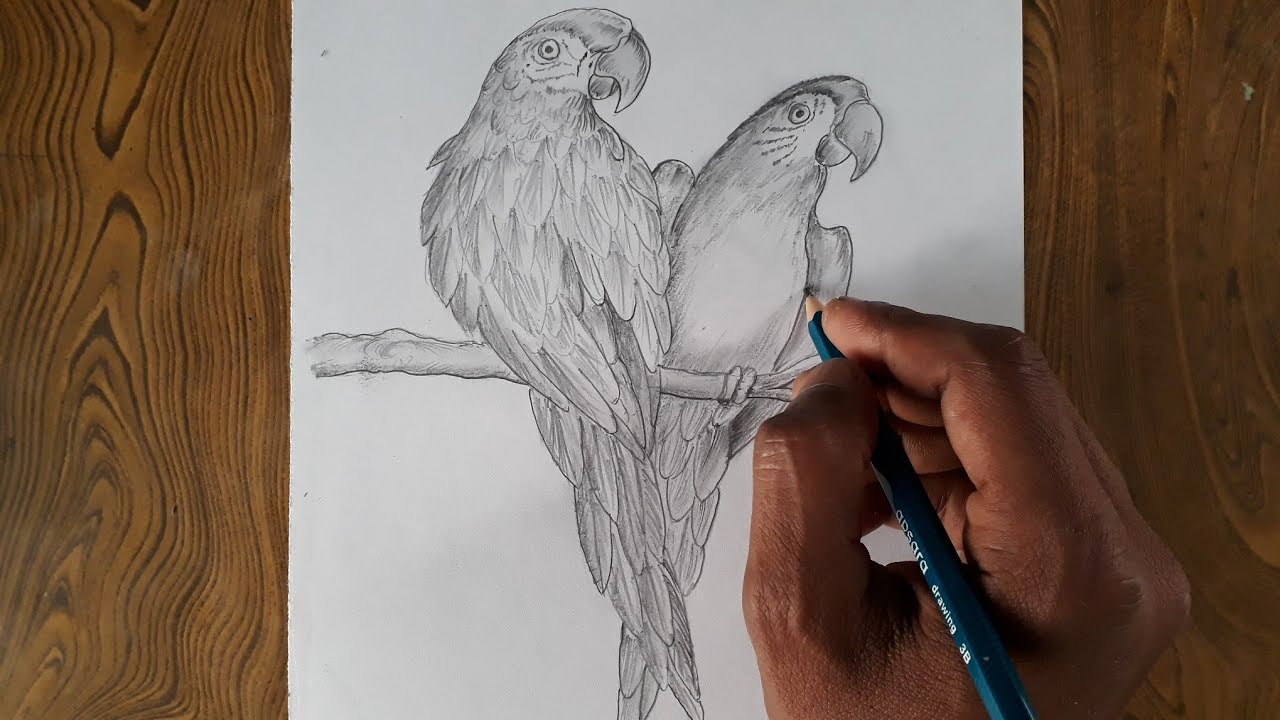How to draw a pair of parrots in love by pencil shading - YouTube