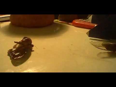 World's most dangerous worm - YouTube
