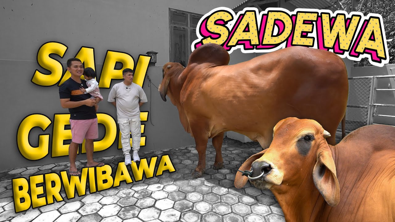 INI DIA SAPI YANG DISEMBUNYIKAN SETIA FARM SELAMA INI! - YouTube