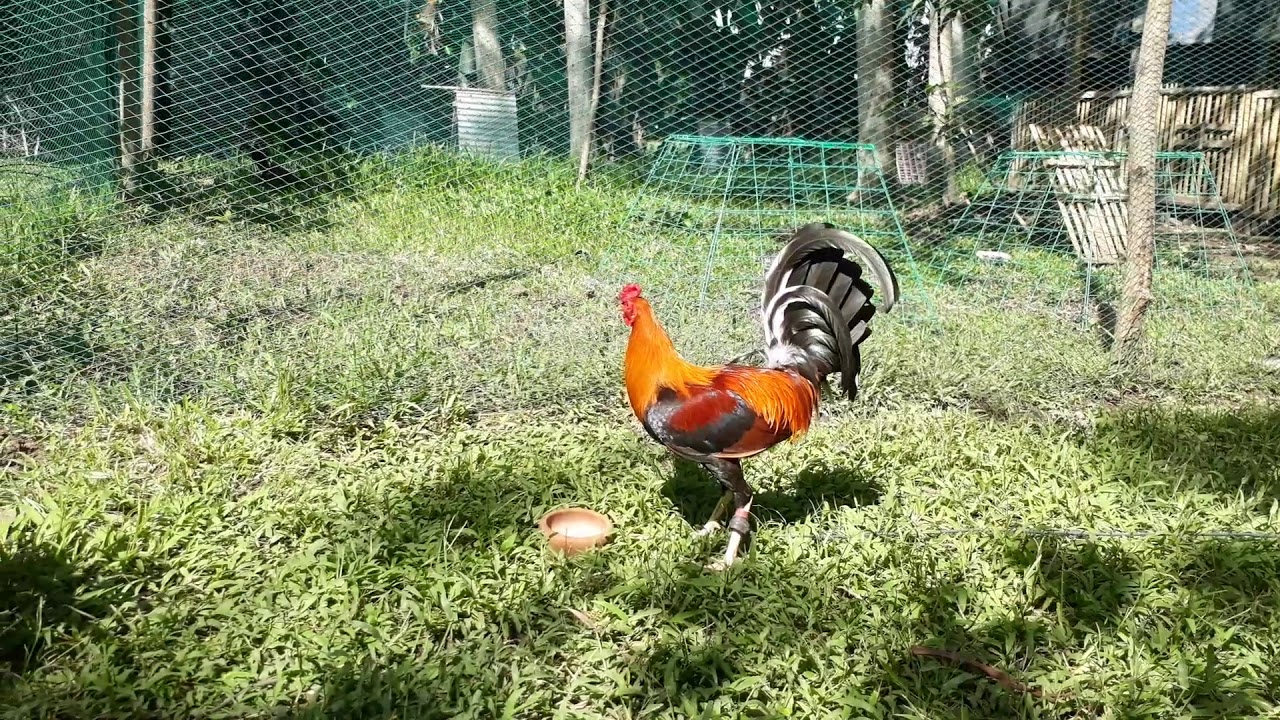 " Emperor " Allen Roundhead - YouTube