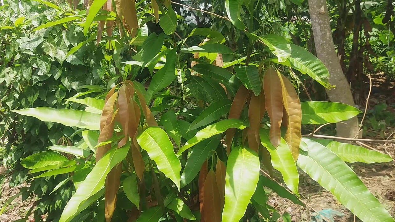 Si Muning at munting hardin - YouTube