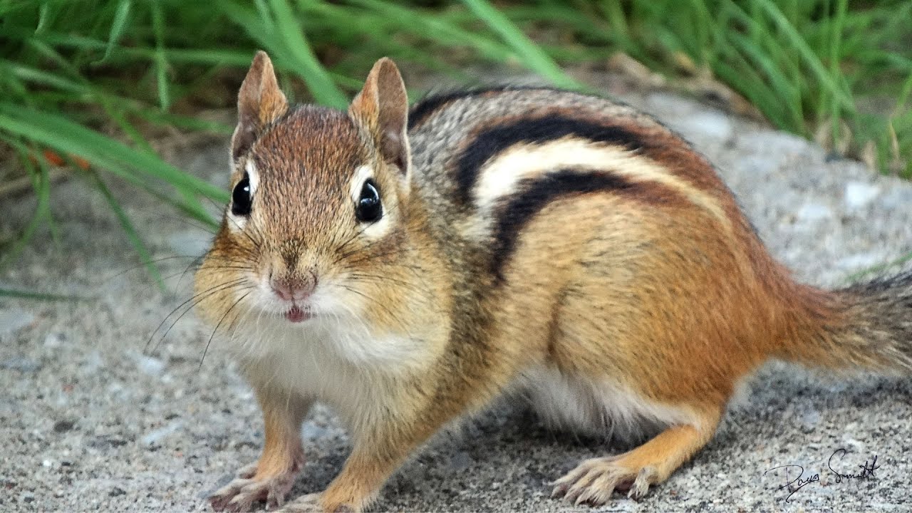 Friendly Chipmunk.Дружній Бурундук. - YouTube