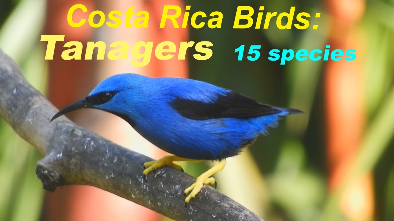 Costa Rica Birds: Tanagers - 15 species - YouTube