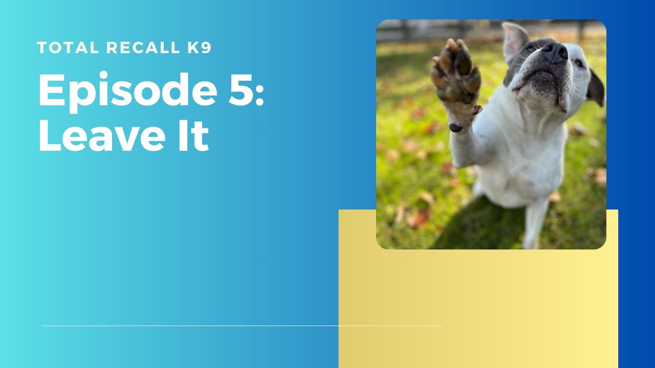 Teaching your Dog the "Leave It" Command: A Step-by Step Guide - YouTube