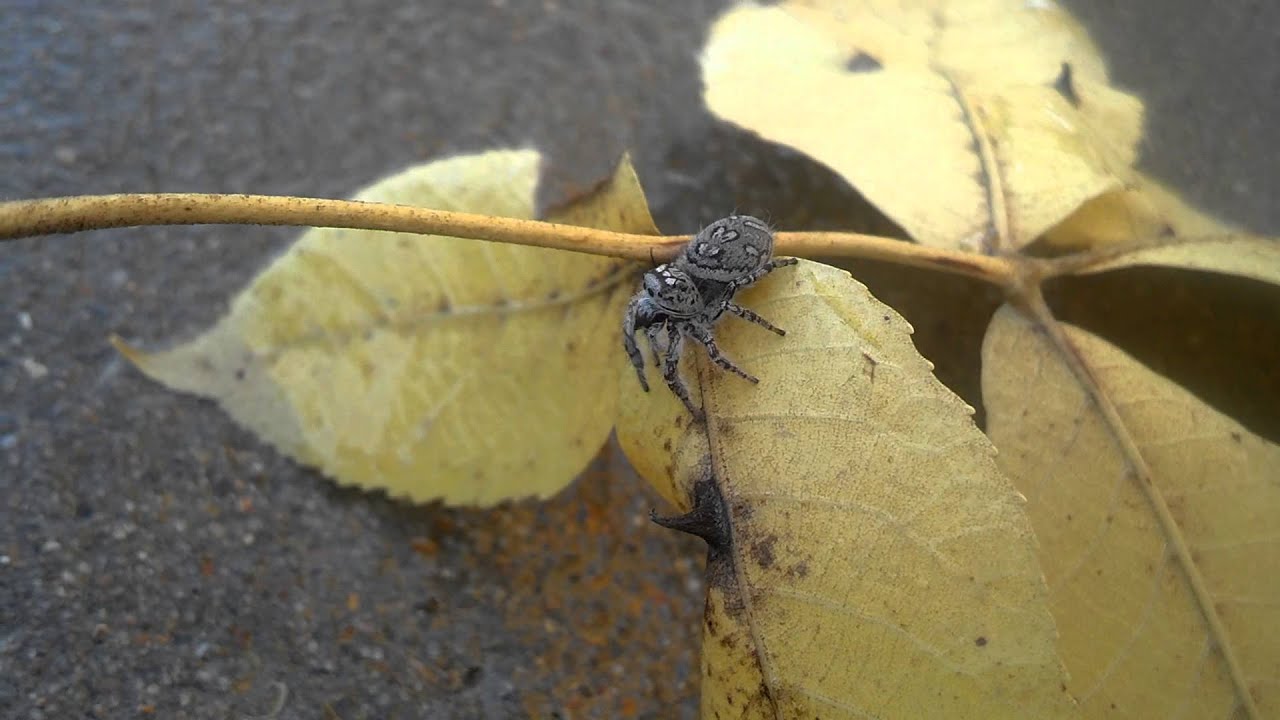 Kate the spider hunter part 2. The torture - YouTube