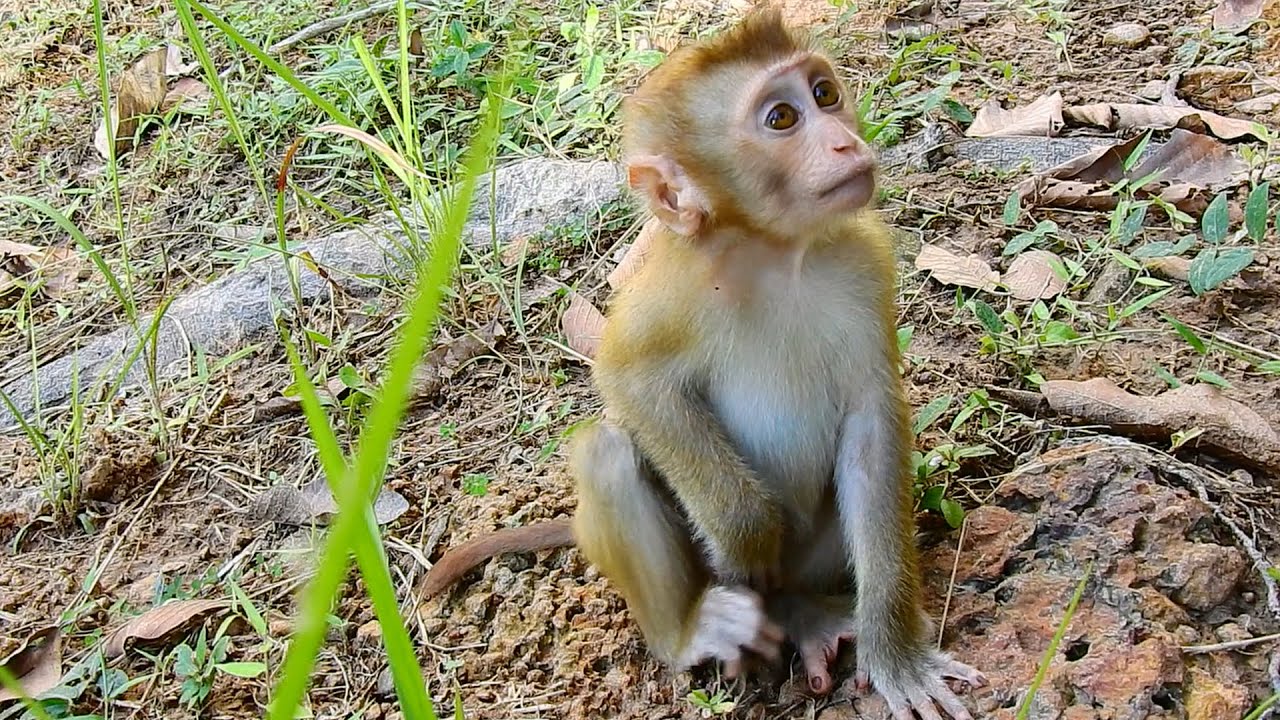 New abandoned monkey Bruno is adapting to live with monkey Sovana ...