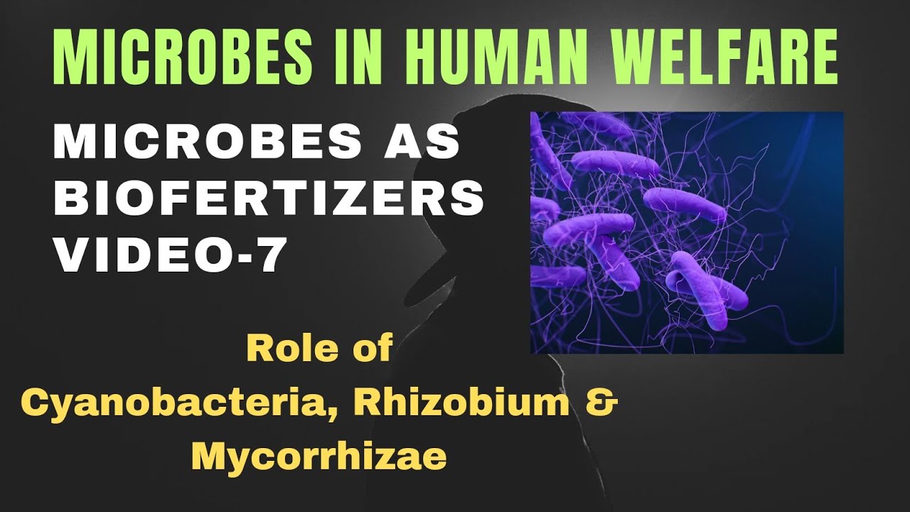 Microbes as Biofertizers/Economic role of Biofertizers #biofertilizer # ...