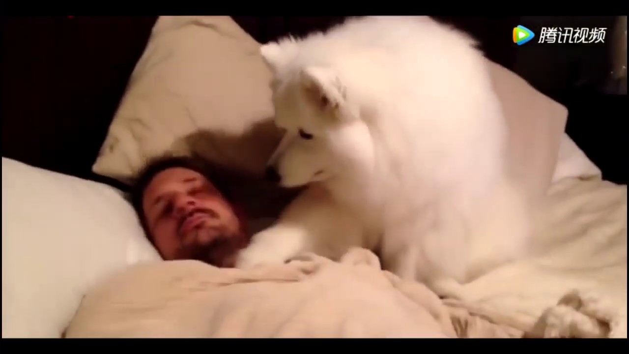 All kinds of dogs wake their owners up - YouTube