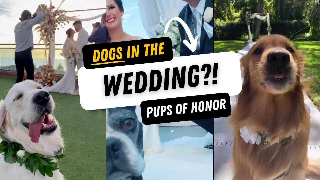 Dogs in Weddings?! Cutest Dogs of Honor Walk Down the Aisle - YouTube