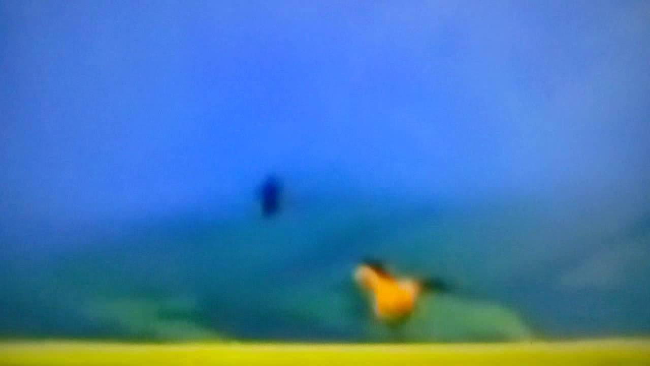 Spirit, balto, simba, Todd and keni crossover ( part 1 ) - YouTube