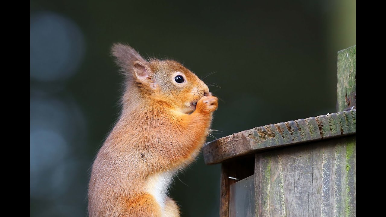 Red squirrel visits a feeder box - YouTube