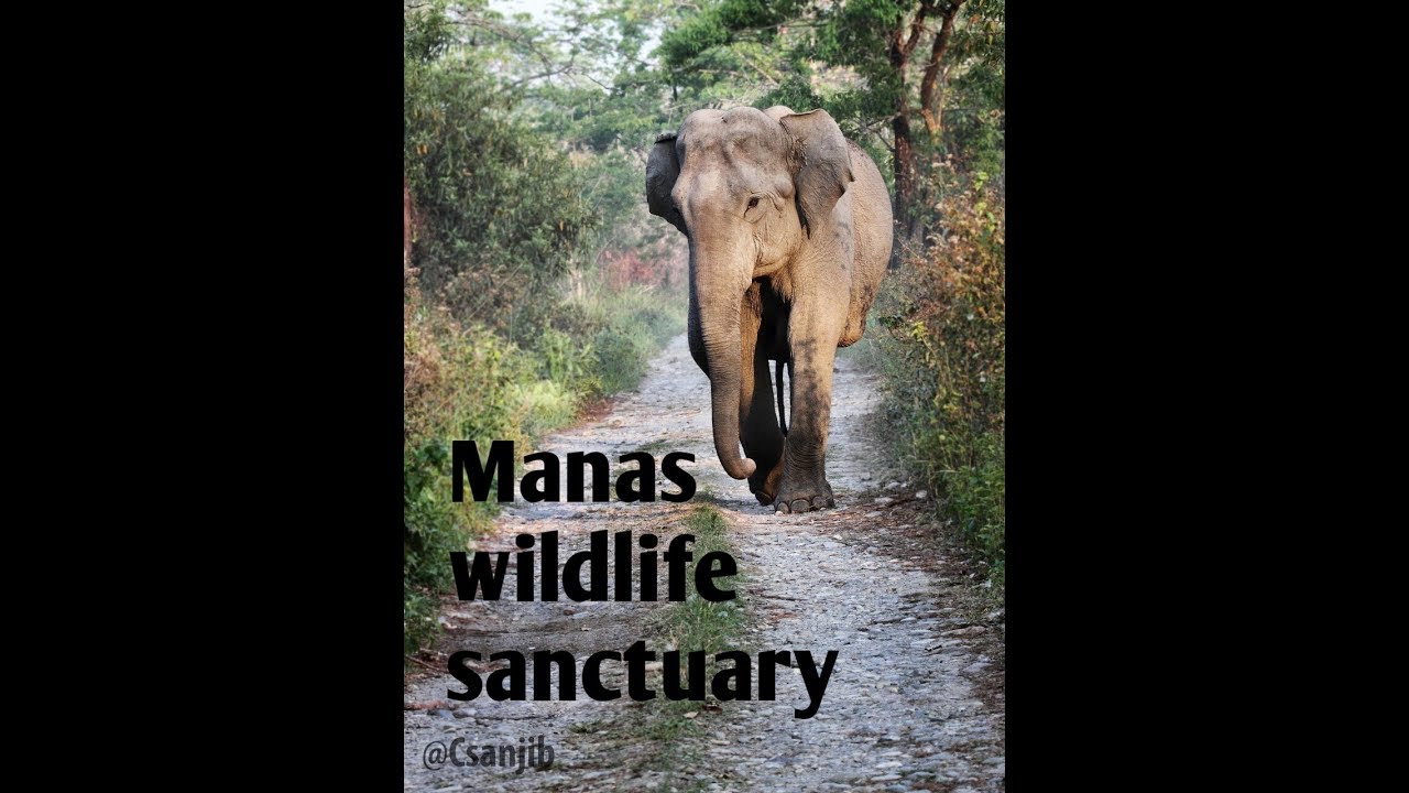 Manas National park or Manas Wildlife Sanctuary, Assam - YouTube