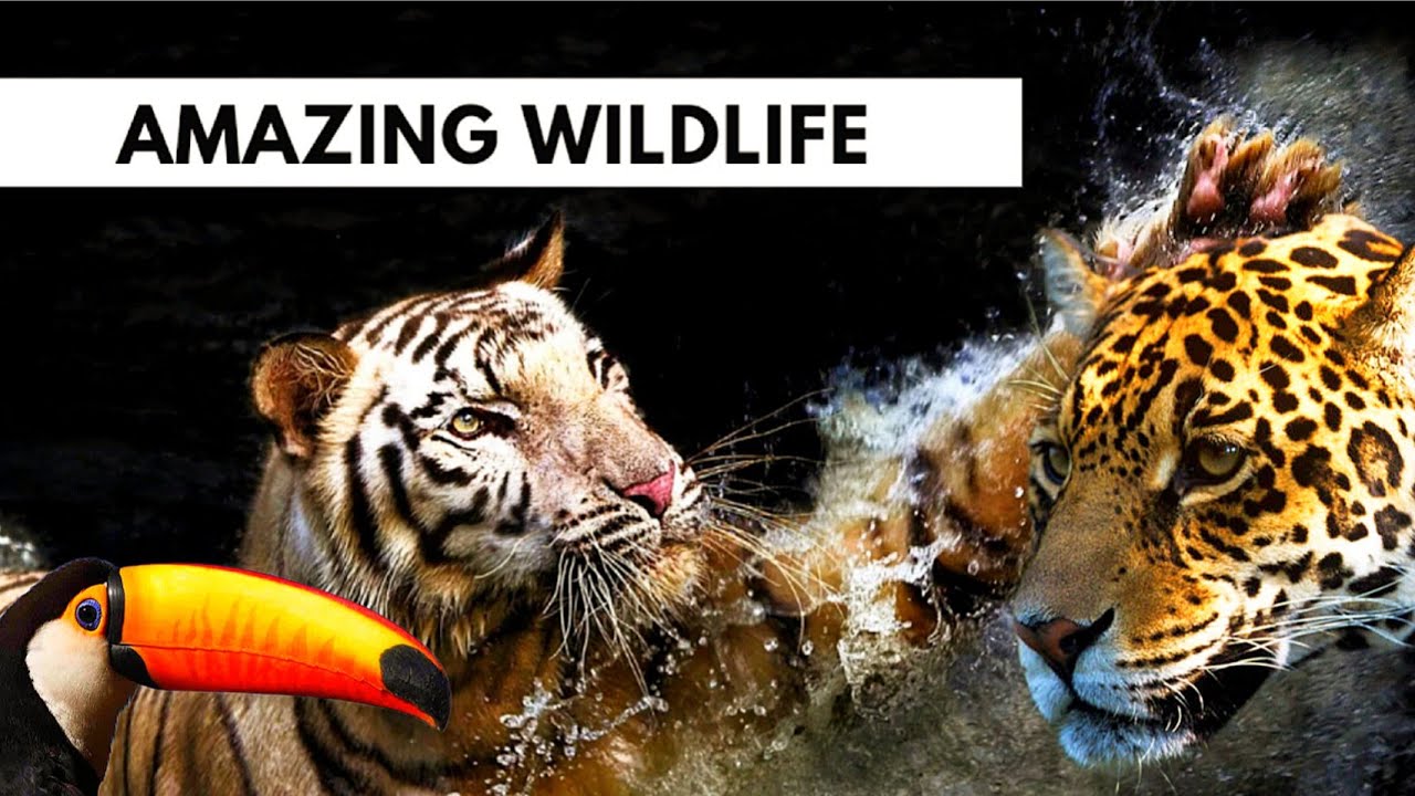 Amazing Wildlife In Dolby - Animals That Call The Jungle Home - Amazon ...