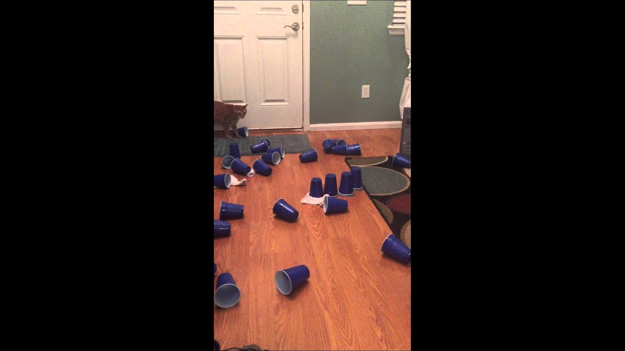 Cat bowling - YouTube