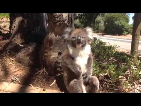 Arkadaşı Tarafından Ağaçtan Kovulduktan Sonra Ağlayan Duygusal Koala
