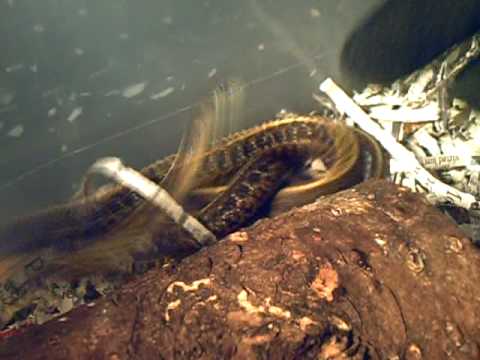 Garter snake Strikes (and i jump lol!) - YouTube