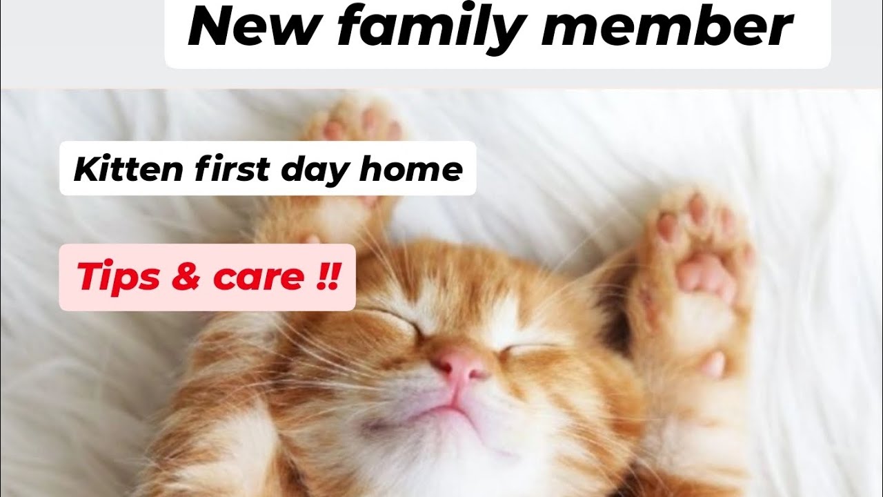 kitten care| First Day kitten At Home | How to care new Kitten | New ...