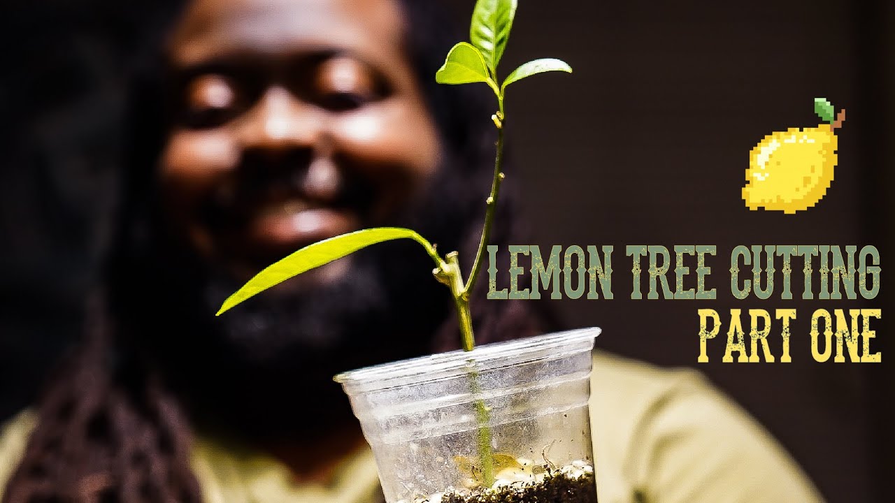 HOW TO: Meyer Lemon Tree Cuttings (Peekaboo Cup Method) Pt. 1 - YouTube
