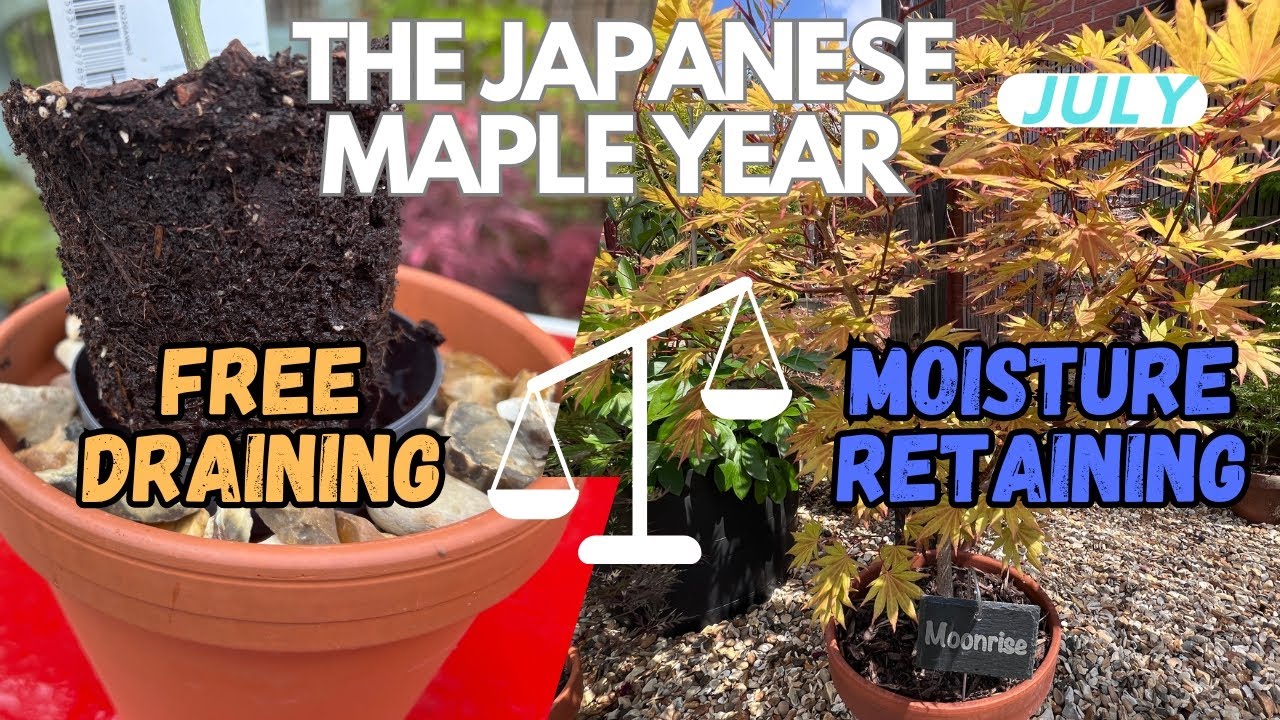 Japanese Maples: What’s the right compost for YOUR trees? - YouTube