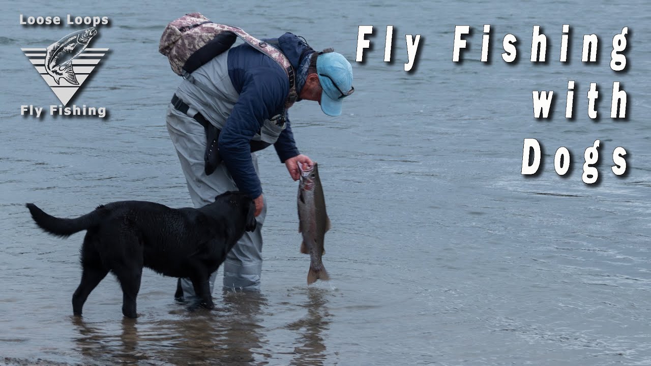 Fly Fishing with DOGS! - YouTube