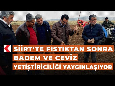 Siirt'te fıstıktan sonra badem ve ceviz yetiştiriciliği yaygınlaşıyor