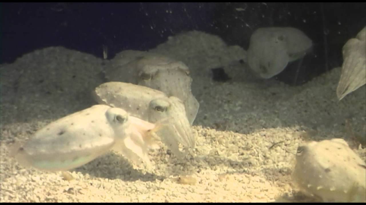 Baby Cuttlefish at the Tennessee Aquarium - YouTube