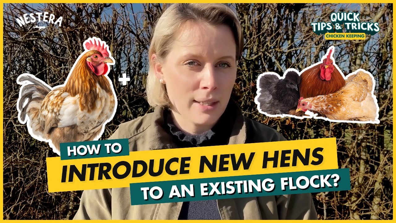 How to introduce new hens to an existing flock - YouTube