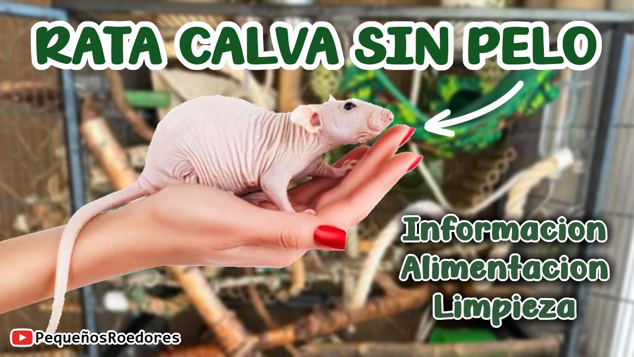 🐁 Alimentación y limpieza de la Rata sin pelo || Rata egipcia como ...