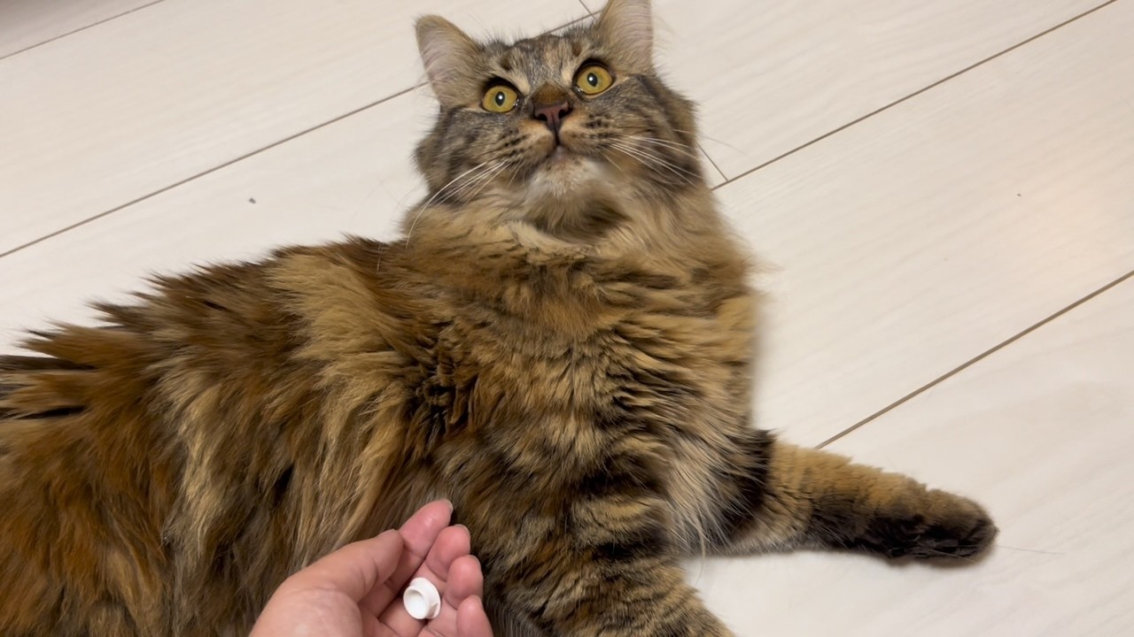 When I caught Maple doing something bad, this was her reaction - YouTube