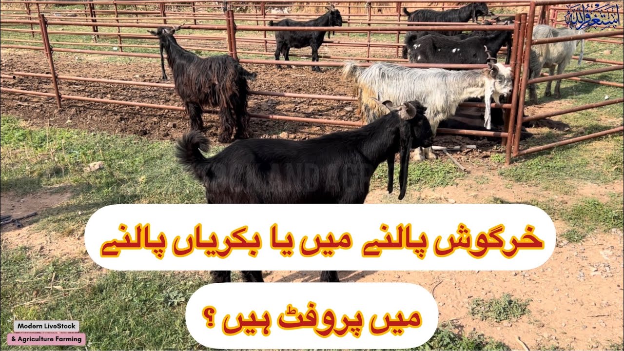 Goat Farming Vs Rabbits Farming | بکریاں پالے یا خرگوش؟ | Modern Goat ...