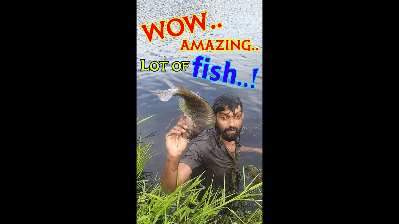 wOOw..Amazing.. Lot of fish...! - YouTube