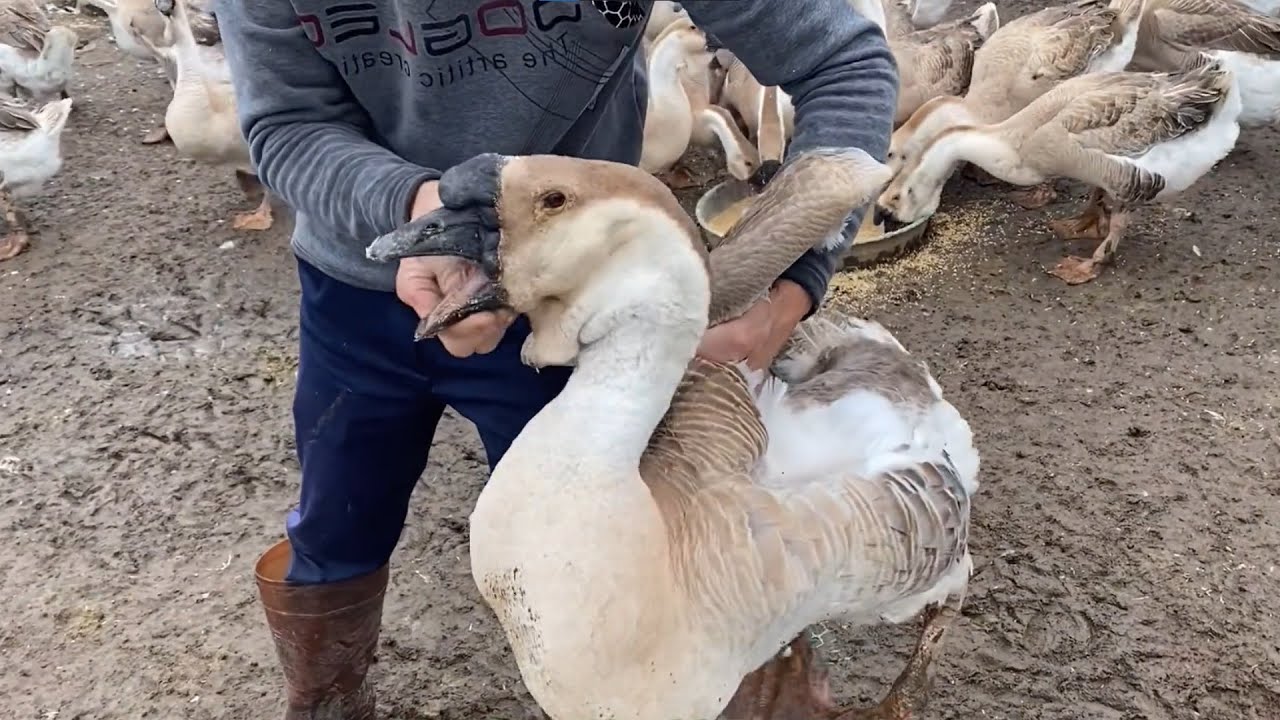 Farm Life | Harvesting goose eggs and take care of thousands of goose ...