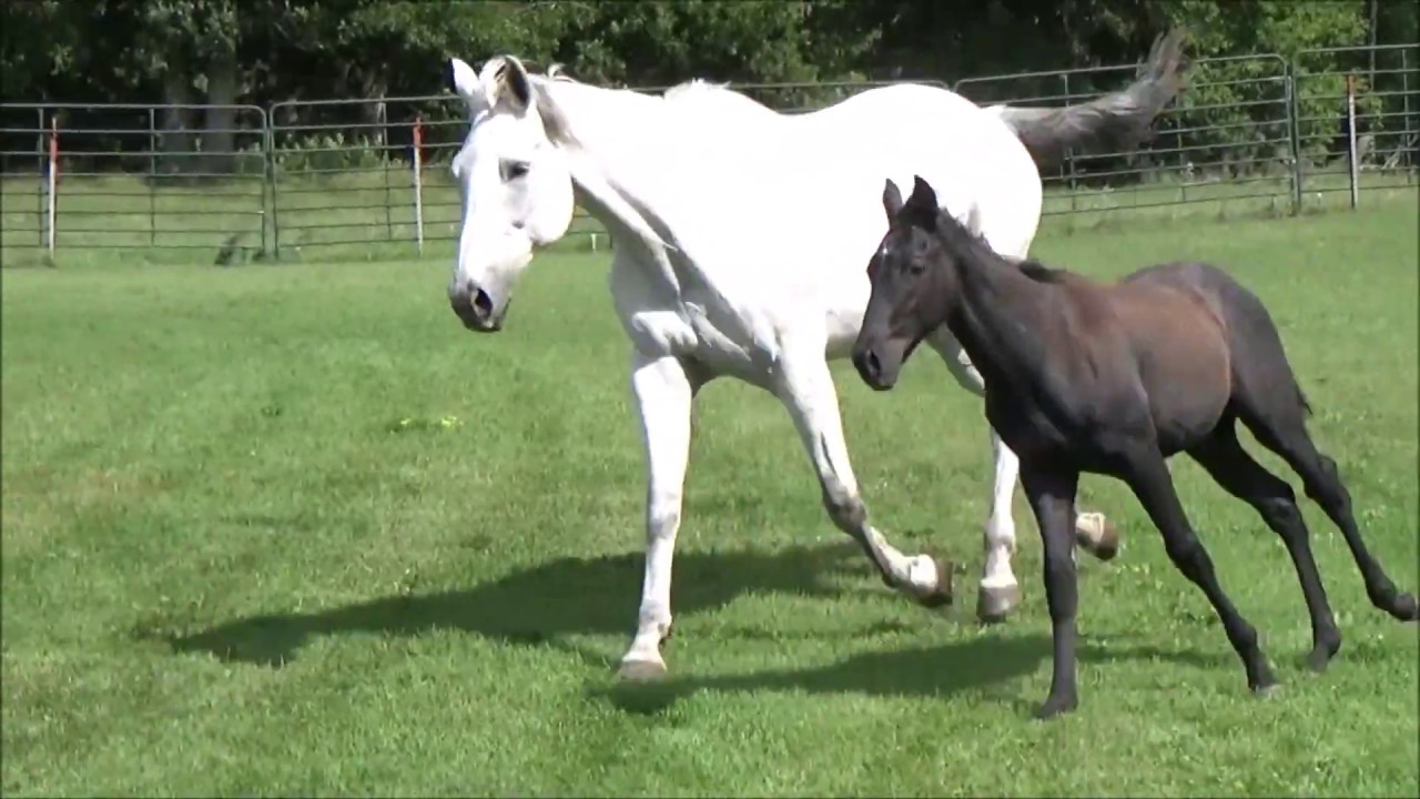 Midas, BMQ Grey 2019 stallion TALL HUS prospect by BMQ LEGACY - YouTube