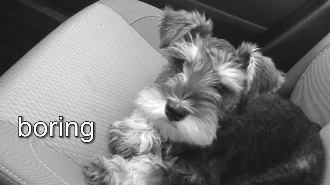 Boring Vs Fun Way To Drive With Dog In Car - YouTube