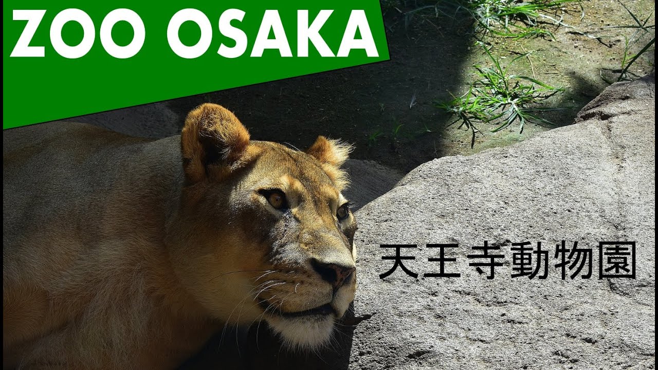 Osaka Zoo Japan - only animals no comment 2019 - YouTube