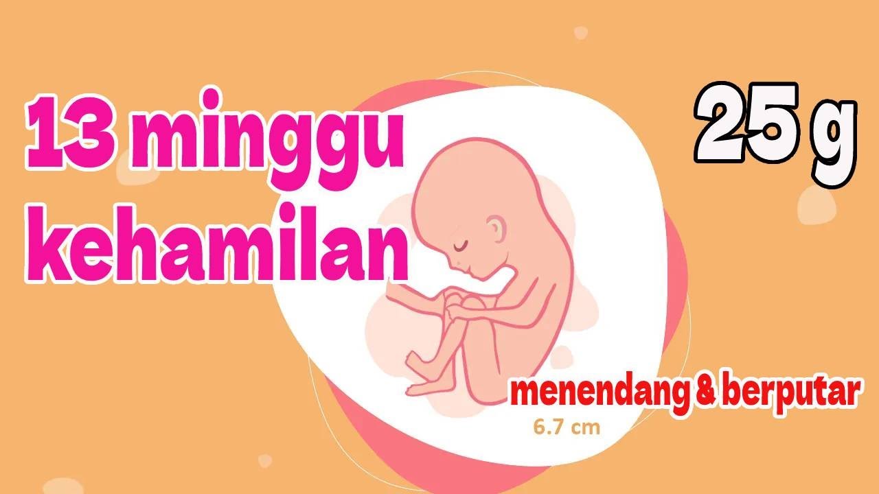 Hamil 13 Minggu, Janin Anda sudah seperti apa? - YouTube