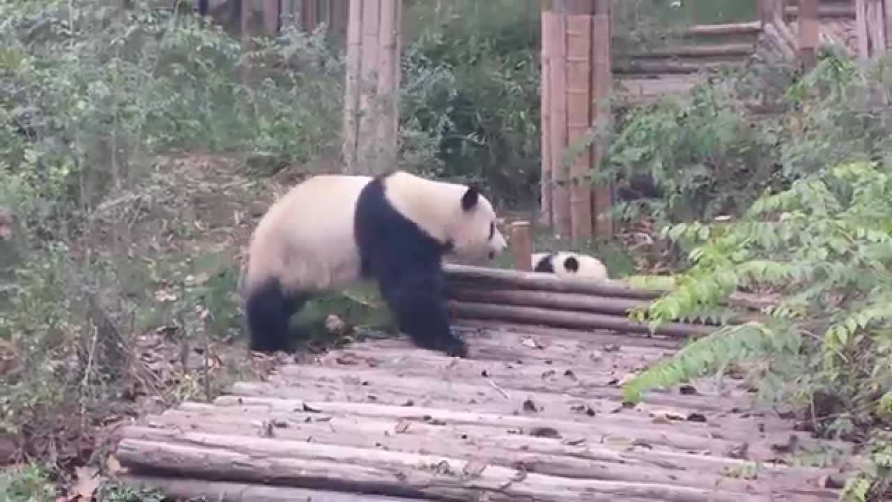 Mommy chasing baby panda - Chengdu, China - YouTube