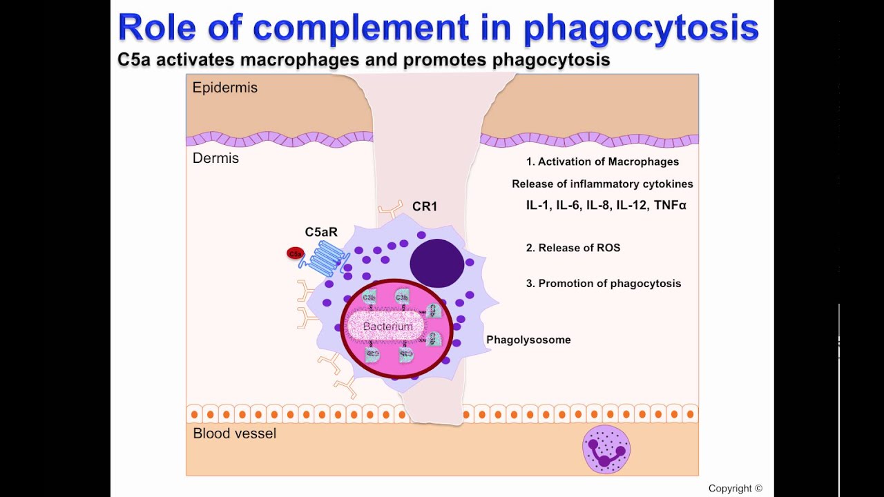 Role Of The Complement System In Inflammation YouTube role-of-the-complement-system-in-inflammation-youtube