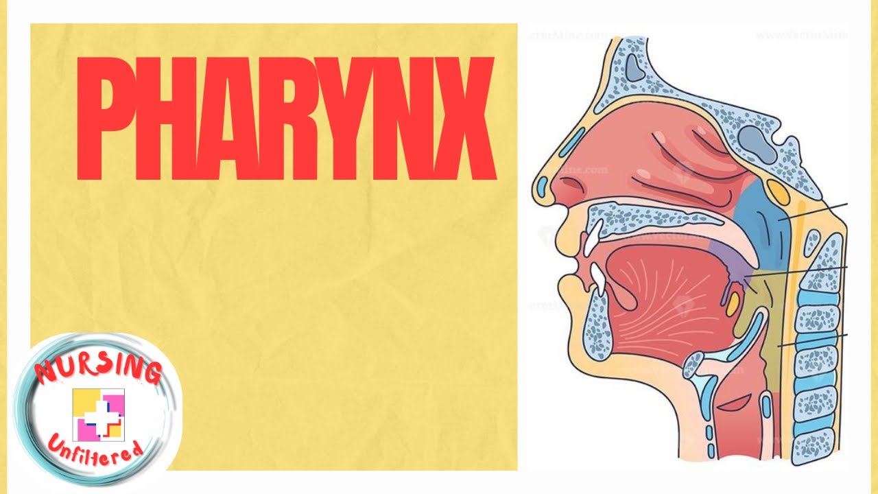 Pharynx || Digestive system || Introduction || Parts || Walls ...
