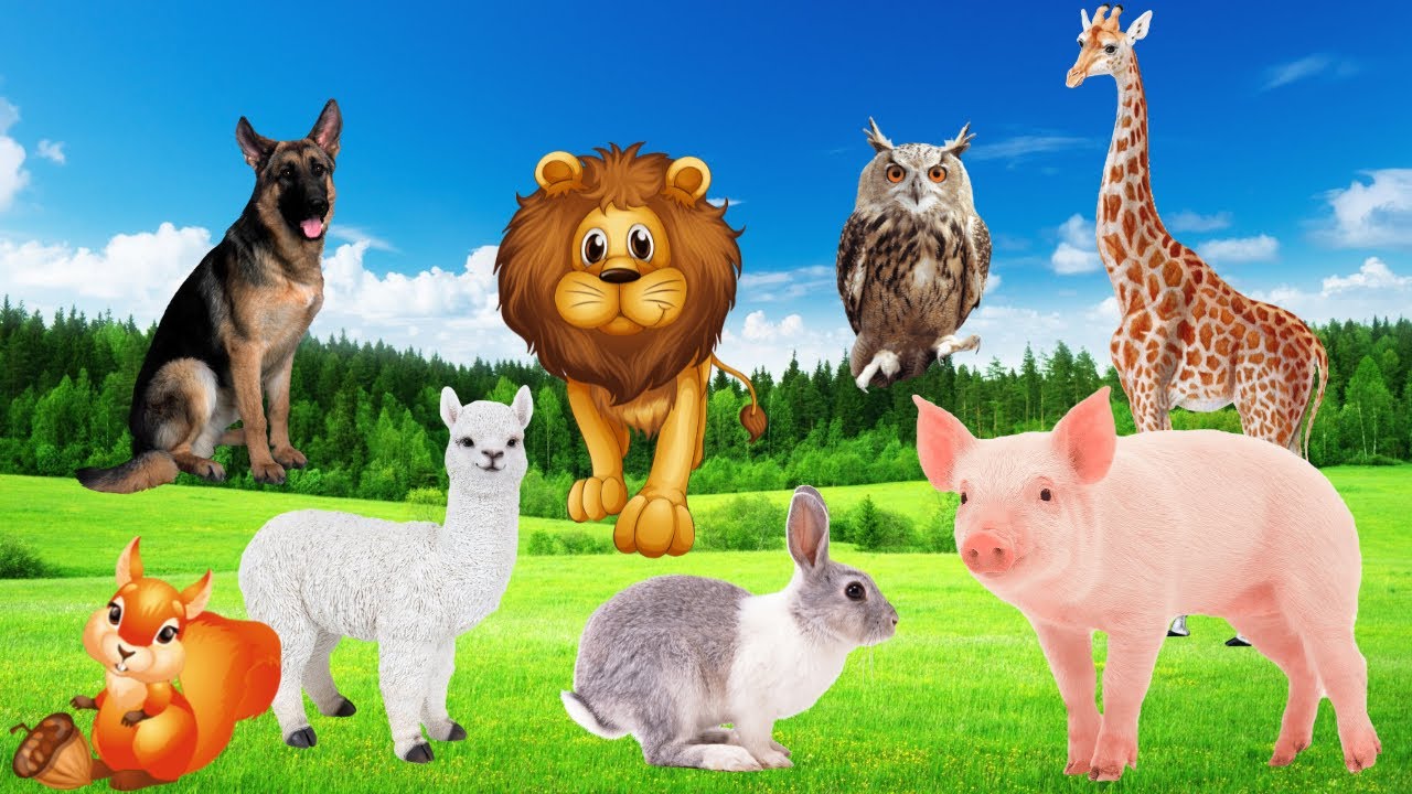 Wild Animal Moments Alpaca, Lioness, Giraffe, Squirrel, Rabbit, Pig ...